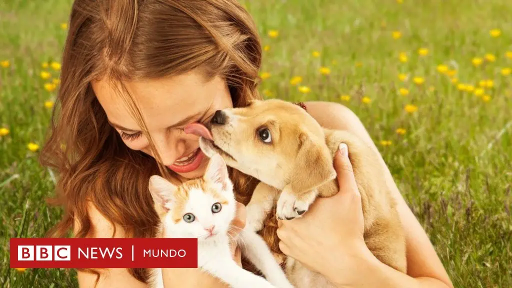 Enfermedades transmitidas por la saliva de los perros | Baterías CEA